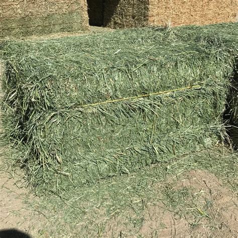 100 Pure Alfalfa Hay Timothy Hay Available Buy Sale Alfalfa Hay For