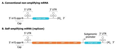 Vaccines Free Full Text An Update On Self Amplifying Mrna Vaccine