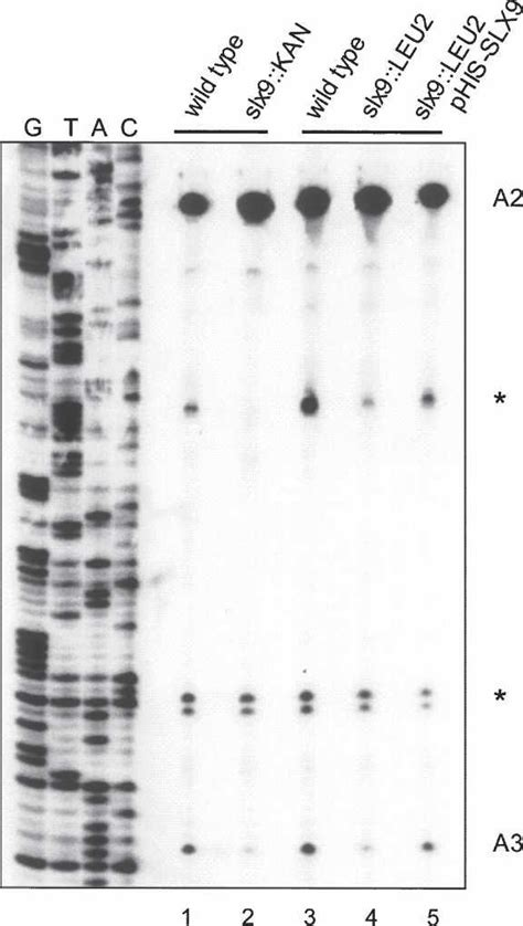 Reverse Transcription Analysis Of Pre Rrna Processing Intermediates