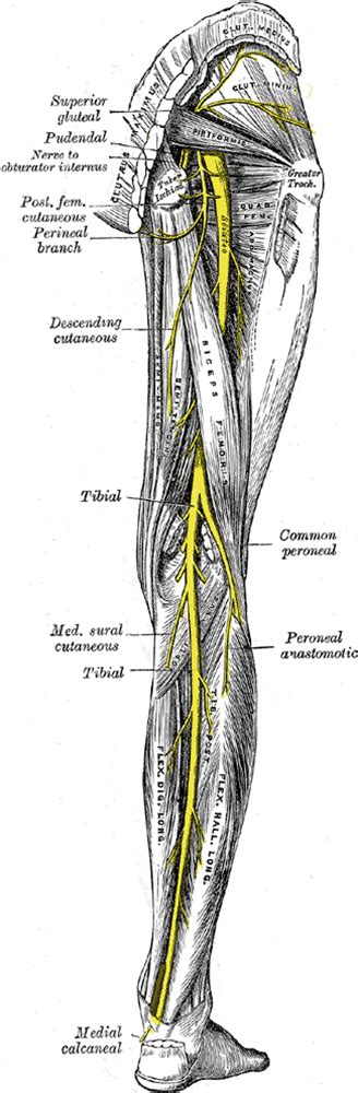 Popliteal Block