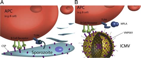 Reorienting Our View Of Particle Based Adjuvants For Subunit Vaccines Pnas