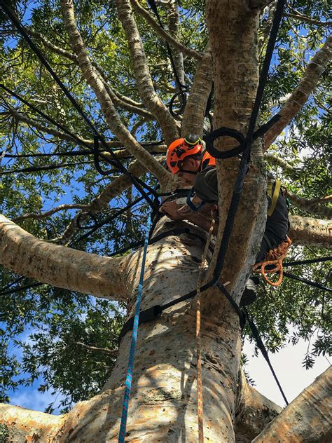 Tree Bracing Specimen Treecare