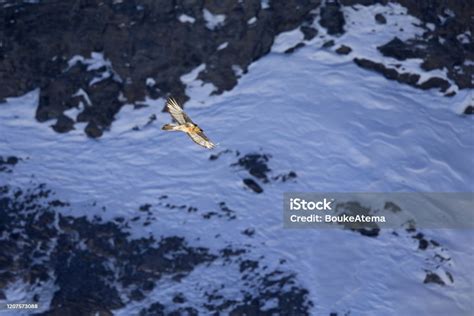 스위스 알프스의 나무 위로 솟아오르는 어른수염 독수리 0명에 대한 스톡 사진 및 기타 이미지 0명 갈고리 발톱 겨울 Istock