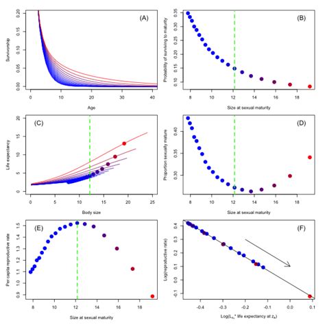 Model Dynamics For The Density Dependent Reproduction Scenario A