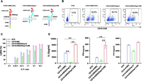 Representative Expansion And Car Expression Profile Of Cd19 Targeted Download Scientific