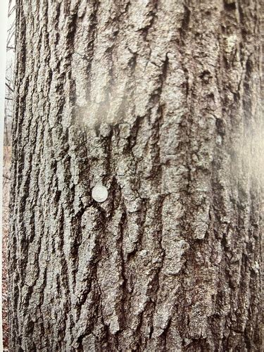 Winter Tree ID Flashcards Quizlet Winter Tree ID Flashcards Quizlet