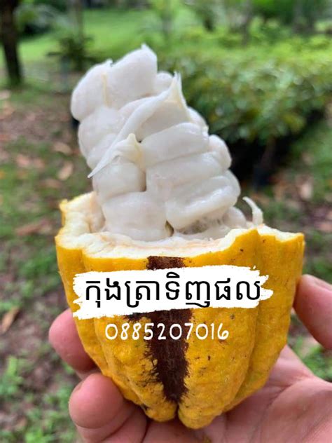 សៀមរាបលក់កូនកាកាវ Added A New Photo សៀមរាបលក់កូនកាកាវ
