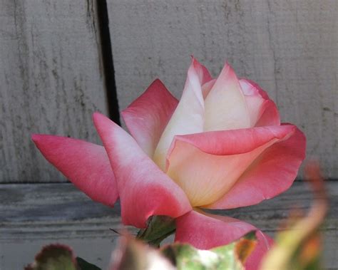 Top Fragrant Roses To Grow