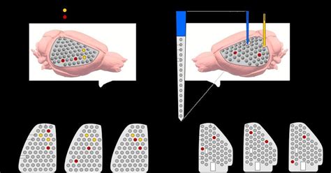 Schematic Of Experimental Setup For Recording Eeg And Impedance Data Download Scientific