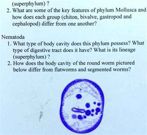 Superphylum 2 What Are Some Of The Key Features Of Phylum Mollusca And