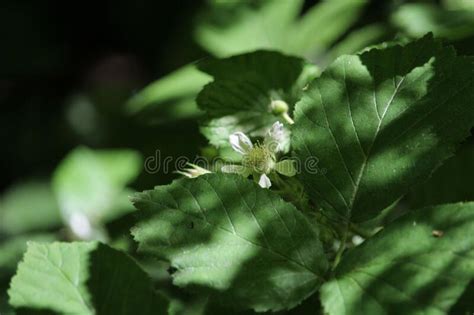 Flowering Raspberry Plant In The Garden Stock Image Image Of Plant