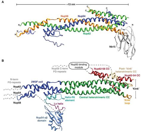 Crystal Structure Of The Metazoan Nup62•nup58•nup54 Nucleoporin Complex Science Magazine