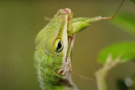 What Do Green Anoles Eat Ultimate Diet Guide