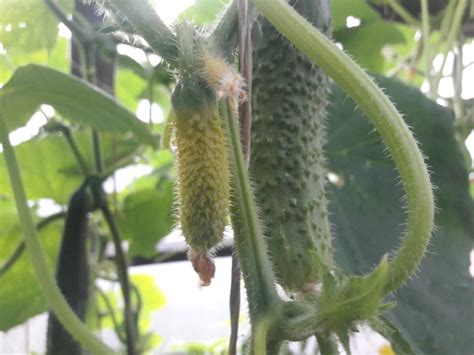 На огурцах сохнут завязи Что делать Сад дом огород Дзен