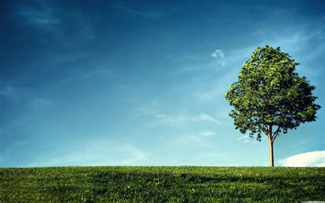 Landscape Sky Trees Hd Wallpapers Wallpaper Cave