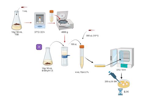 Bacteriophage Isolation And Purification Biorender Science Templates