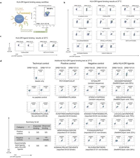 In Vitro Hla Dr Peptide Binding Assay For Experimental Validation And