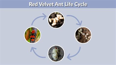 Red Velvet Ants Identification Sting Habitat Life Cycle And Facts