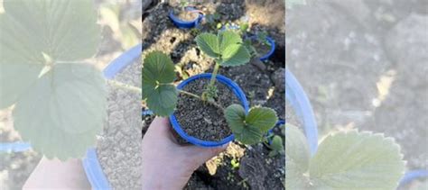 Белый швед клубника купить в Санкт-Петербурге | Товары для дома и дачи ...