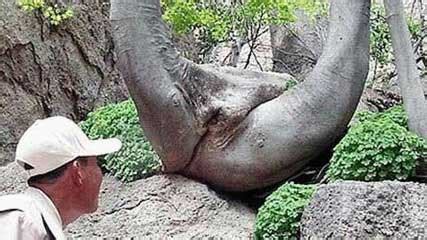 YellTale A Place For Fun Fine Articles A Vagina Shaped Tree In Thailand Reportedly Helped