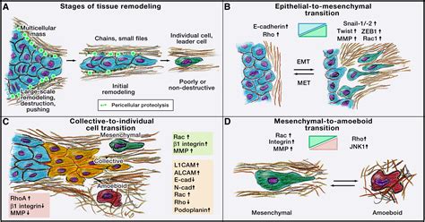 Cancer Invasion And The Microenvironment Plasticity And Reciprocity Cell