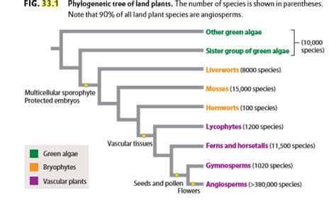 Land Plant Phylogenetic Tree