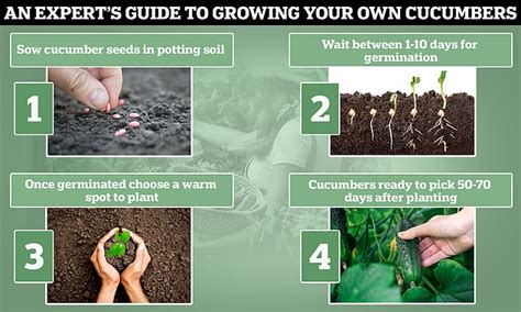 How To Grow Cucumbers Experts Step By Step Guide For Fabulous Results Daily Mail Online