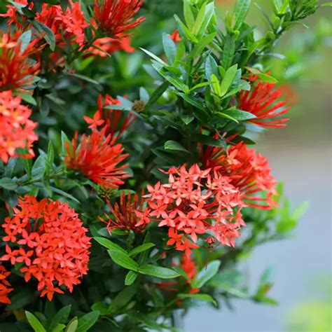 Ixora Plant Ixora Coccinea Plant Care Grow Flame Of The Woods Flowers
