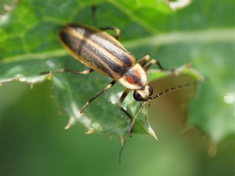 Firefly Lightning Bug Beetle Free Photo On Pixabay Pixabay