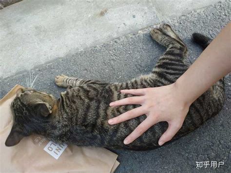 猫咪最渴望被人摸哪里，哪些地方不能摸？ 知乎