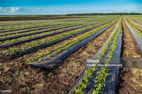 뿌리 덮개 호일 아래 와 드립 관개 딸기 농장 검은 색 플라스틱 시트 아래 성장하는 식물 0명에 대한 스톡 사진 및 기타 이미지 Istock