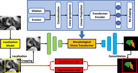 The Workflow Of The Proposed Morphological Visual Transformer Download Scientific Diagram