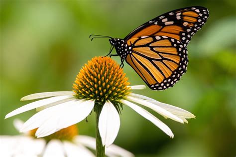 Miso Approves Historic Portfolio Of High Voltage Electric Transmission Lines Great River Energy