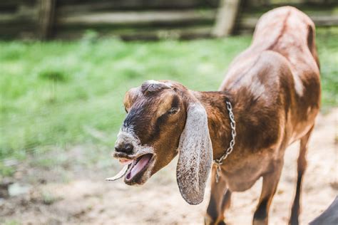 Yelling Goat Halloween Screaming Goat Aaah Funny Crazy Goat Png Sub