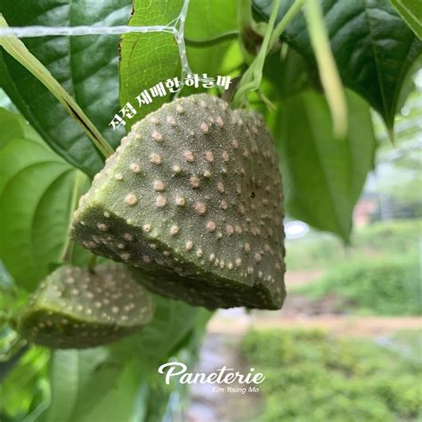 김영모과자점 크리스마스케이크예약 이제 슬슬 준비하셔야죠🤣 김영모과자점크리스마스케이크 예약은 12월1일부터 시작합니다📢 코로나로 힘든 시간을 지내오신 고객님들께