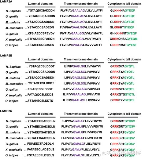 Autophagy 综述︱山东大学齐鲁医院陈文强 吕慧霞 张猛团队评述lamp2a、lamp2b和lamp2c在疾病中的作用 知乎