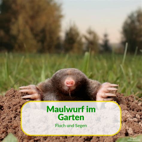 Maulwurf Im Garten Mit Tipps Zum Maulwurf Vertreiben Ruhe Und Weber