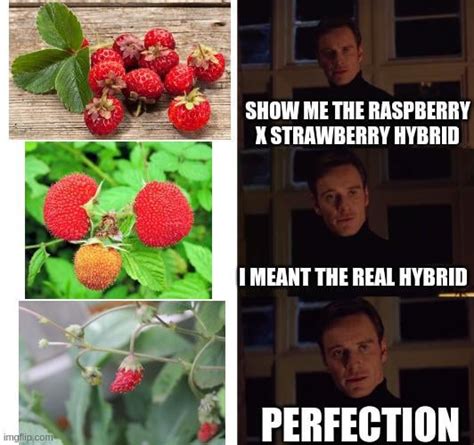 Raspberry Meme Blows Raspberries Meme Tiktok