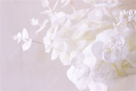白色花朵簡約桌面背景 時尚簡約背景 背景 簡約背景圖片和桌布免費下載