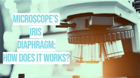 The Microscopes Iris Diaphragm What It Does And How It Works Microscope Club The Microscopes Iris Diaphragm What It Does And How It Works Microscope Club