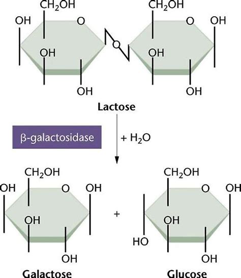 乳糖的结构式 乳糖分子式结构式 伤感说说吧