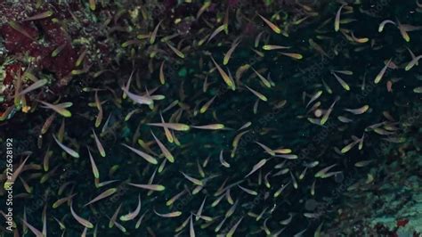 Vidéo Stock Big Shoal Of Glassfish In Front Of The Coral Reef In The