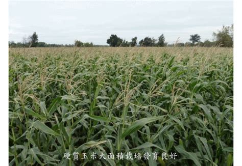 2014 02 14 舉開硬質玉米栽培技術暨機械採收成果觀摩臺中區農業改良場
