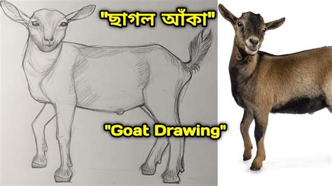 ছাগলের ছবি আঁকা। How To Draw A Goat। Easy Drawing। Youtube