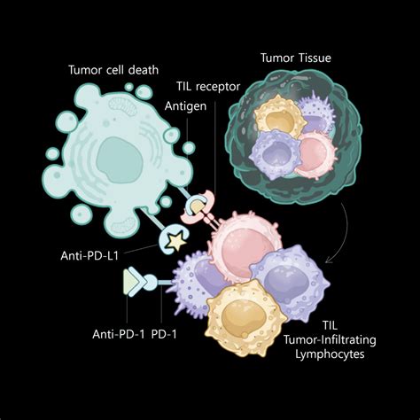 Tumor Infiltrating Lymphocyte Lambda Biologics