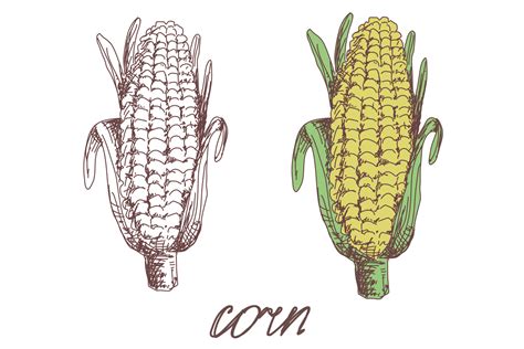Corn Kernel Drawing At Nancy Spradlin Blog