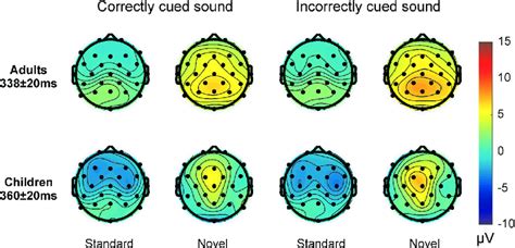 Group Average Scalp Maps For The Erp Component P3a Evoked By The Download Scientific Diagram