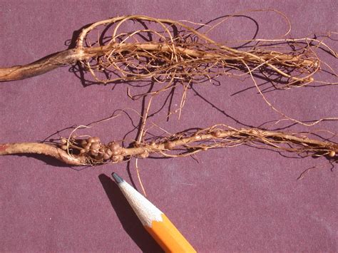 Mid Season Assessment Of Rhizobium Nodulation In Texas Peanuts And