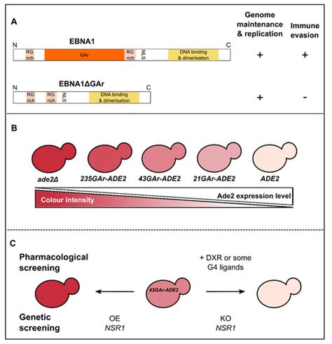 Genes Special Issue Humanized Yeast Models