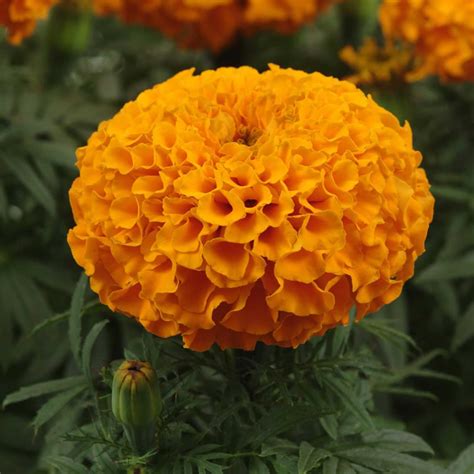 Orange Marigold Flower Market